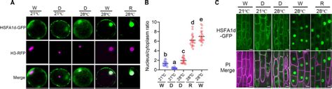 The Heat Response Regulators Hsfa1s Promote Arabidopsis