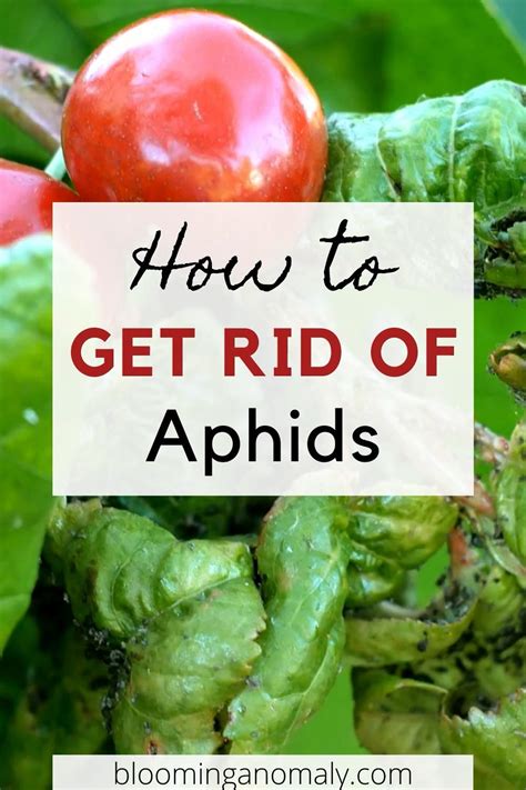 How To Get Rid Of Aphids On Plants Artofit