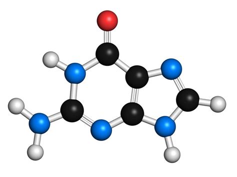 Ithy Unraveling The Blueprint Of Life A Deep Dive Into Nitrogenous Bases