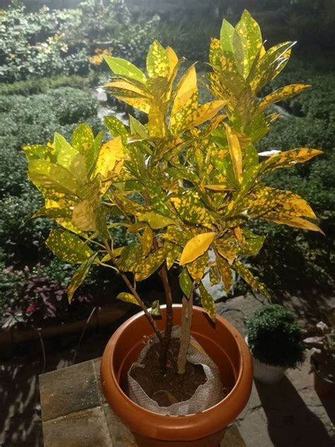 Gardening Full Sun Exposure Outdoor Croton Plant At Rs 80piece In Guwahati