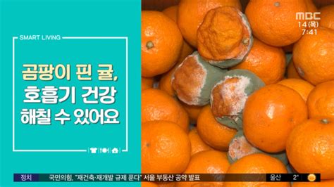 스마트 리빙 곰팡이 핀 귤 호흡기 건강 해칠 수 있어요
