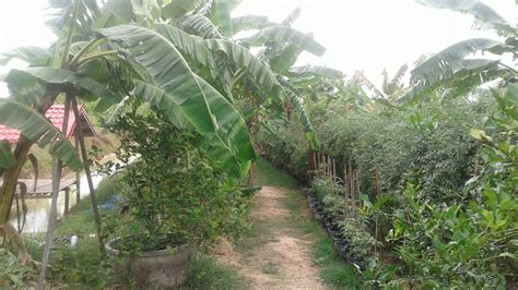 สวนเกษตรผสมผสานสร้างรายได้ ทำได้จริง Youtube