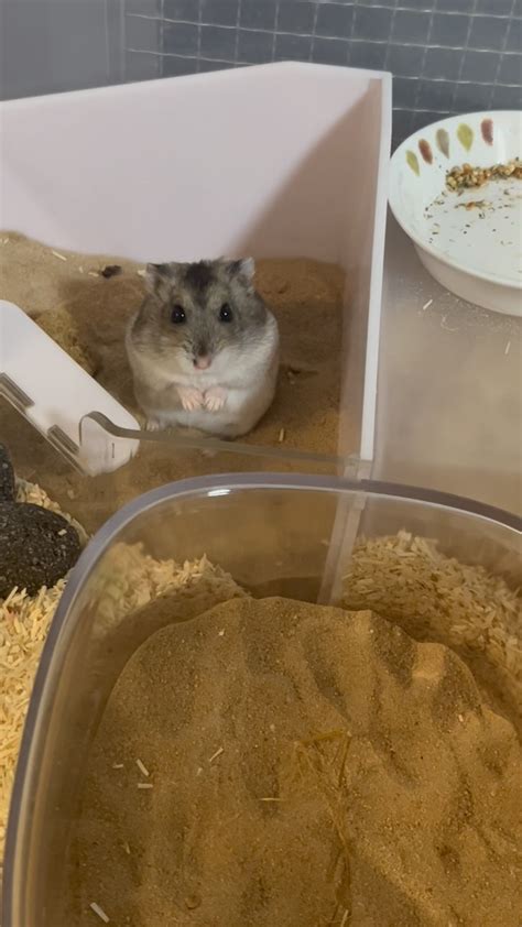 땅콩이의 낮잠😪 드워프 햄스터 정글리안 정글리안햄스터 드워프햄스터 일상 골든 골든햄스터 로보 로보로브스키 햄찌 햄스터그램 햄스터일상 Hamster