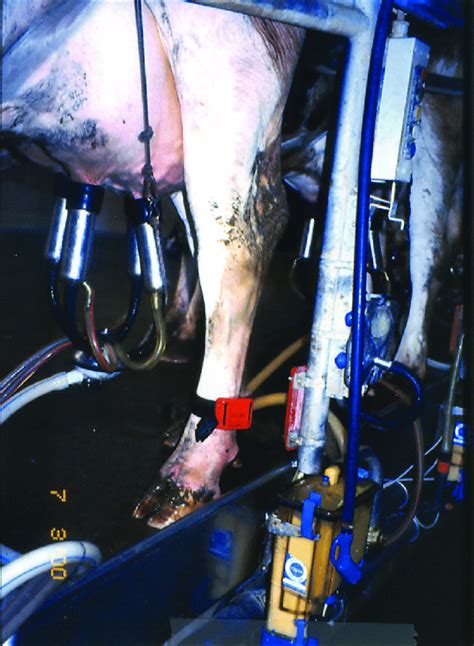 Pedometer For Cows At Will Mcguirk Blog