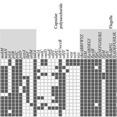 Whole Genome Multilocus Sequence Typing Based Phylogeny Of 17 Vibrio Download Scientific