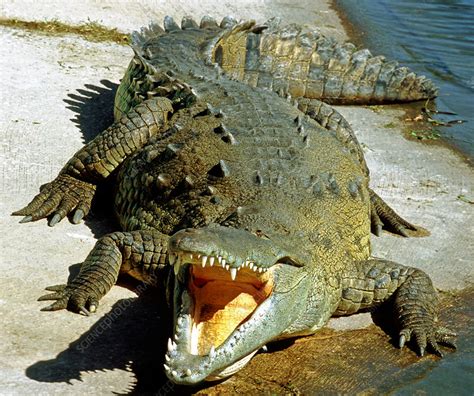 American Crocodile Stock Image Z7600038 Science Photo Library