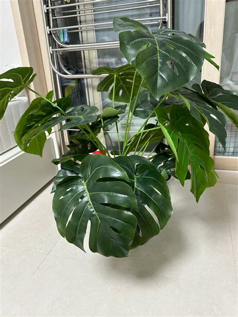 몬스테라 조화 나무 인테리어 식물 당근 중고거래