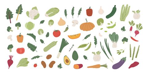 다른 야채의 컬렉션 유기농 천연 작물 샐러드 채소 및 허브 번들 흰색 배경에 고립 된 플랫 만화 스타일의 벡터 일러스트레이션 가지 채소에 대한 스톡 벡터 아트 및 기타