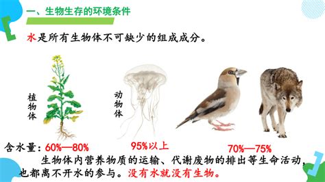 3 7 1 生态系统的构成（第1课时）课件 苏教版（2024）生物七下 共33张ppt 21世纪教育网