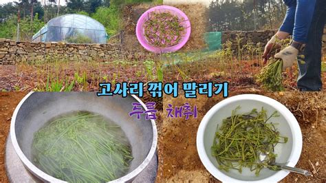 고사리 꺾어 말리기 Youtube