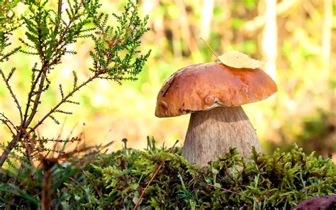 Виды грибов и их классификация 🍄 Все о многообразии грибов с фото (2 видео)