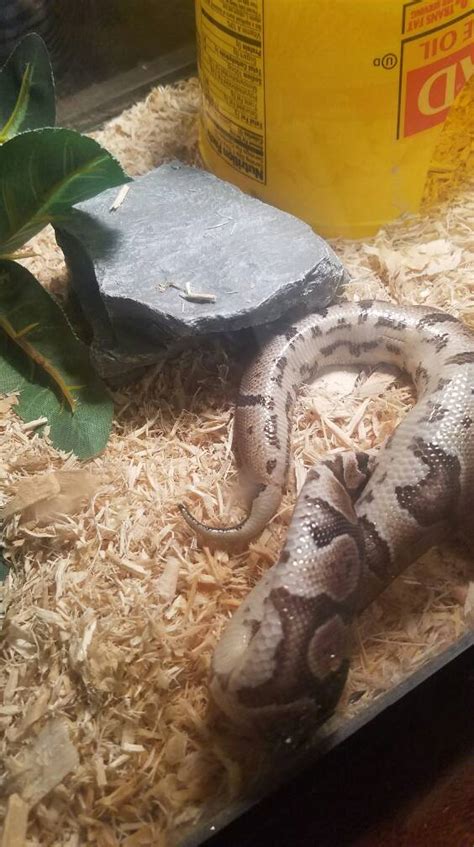 Sick Ball Python