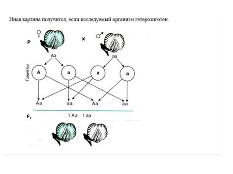 Генетика. Основные генетические понятия - презентация онлайн