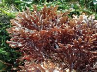 Seaweed Types The Algae Hunter