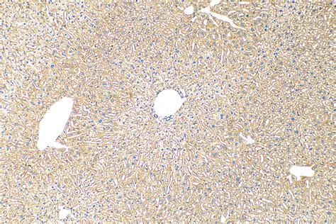 Apoe Antibody 83728 4 Rr Proteintech