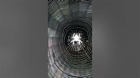 🕷 Spider Ka Jaal A2z Shorts Youtube