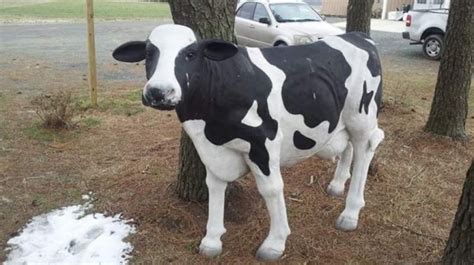 The Stolen 600lb Chick Fil A Cow With A Heartbreaking Backstory