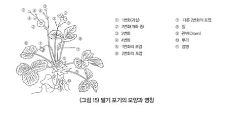 딸기 내맘대로 가드닝