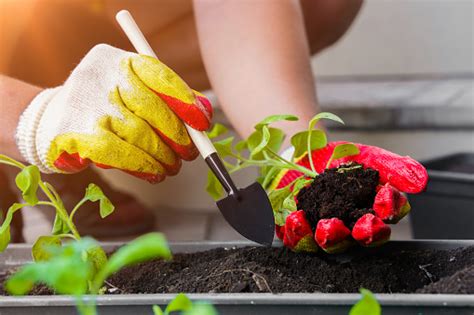 한 여성이 손에 이탄 타블렛에서 자란 페투니아 의 묘목을 손에 쥐고 있다 모종을 토탄 냄비에 이식합니다 봄 원예 컨셉 꽃 식물에