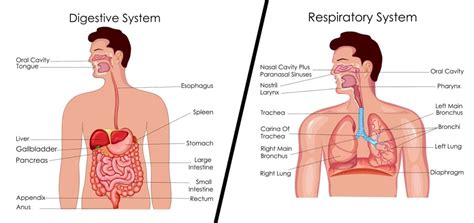 What Are Esophagus And Trachea Why Are They Located Close To Each Other