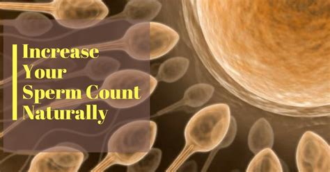 How To Increase The Sperm Count Naturally Jithya Blog