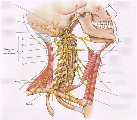Cervical Plexus Anatomy Neck Organization And Contents