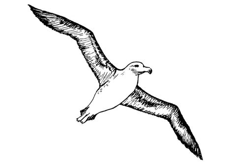 Dibujo Para Colorear De Un Albatros Que Vuela Por El Aire Con Las Alas