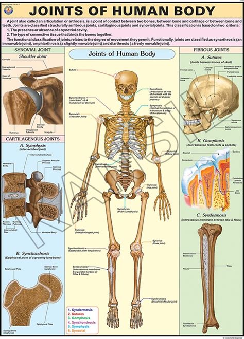 Explain Different Types Of Joints In Human Body Class 11 Design Talk
