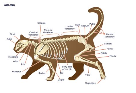 Broken Pelvis In Cats Symptoms Treatment And Costs