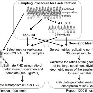 Sampling Procedure Used To Simulate The Template And Geometric Mean Download Scientific Diagram