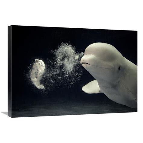 30 In Beluga Whale Blowing Toroidal Bubble Ring Shimane Aquarium Japan Art Print Hiroya