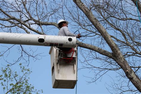 Tree Trimming Knoxville TN Tree Pruning Knox County TN