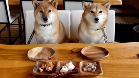 Python初心者向け文字列から括弧で囲まれた部分を抽出する happy analysis