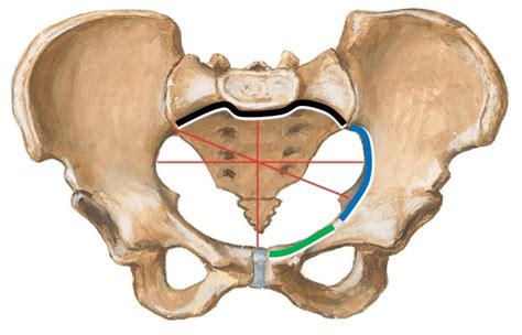 Pelvic Brim Diagram Quizlet