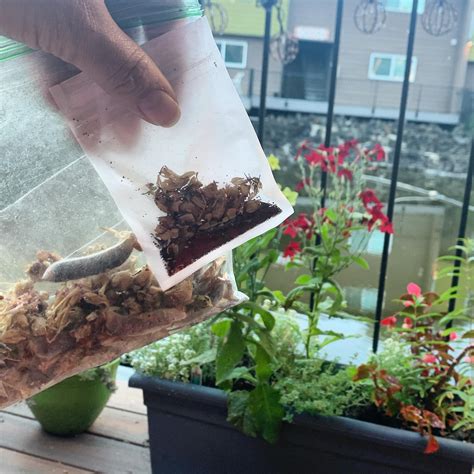 Seed Collecting R Flowers