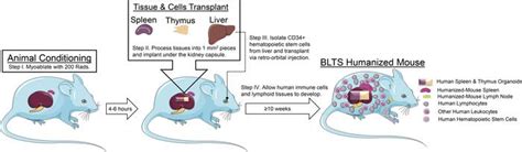 Immunodeficiency Model