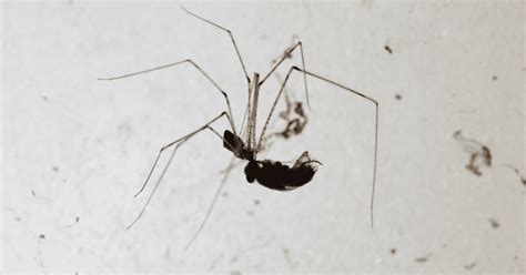 Myths And Facts Understanding Spider Behaviour And Risks For Homeowners Pestcheck Services Myths And Facts Understanding Spider Behaviour And Risks For Homeowners Pestcheck Services