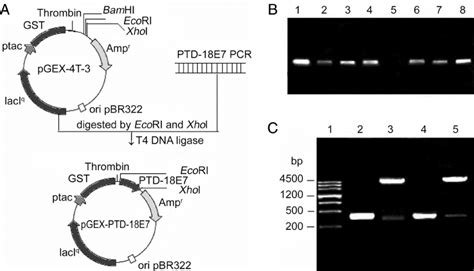 A The Pgex Ptd 18e7 Prokaryotic Expression Vector Was Successfully Download Scientific