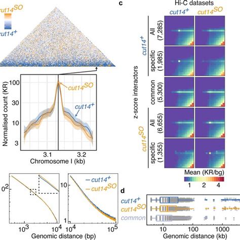 Hi C Reveals Condensin Dependent Chromatin Interactions A Hi C