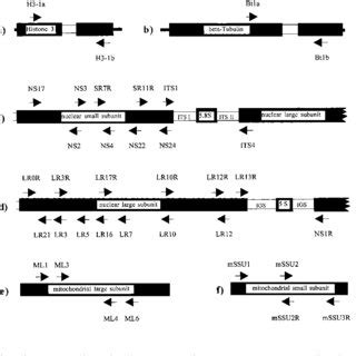 Noncoding And Coding DNA Regions We Sequenced To Detect Inter And Download High Quality