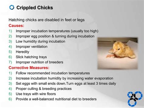 Abnormalities In Hatching Chicks PPTX