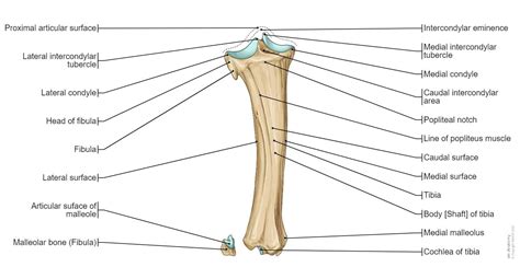 Tibia And Fibula Diagram Labeled
