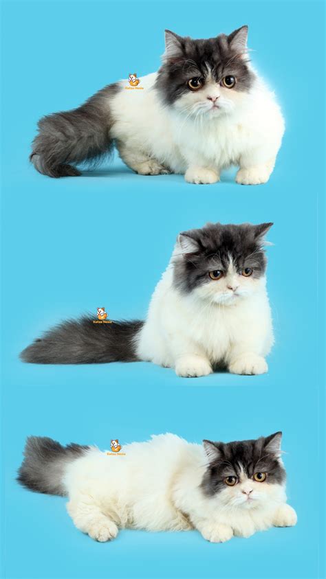 Lee Min Ho Kucing Munchkin Bulan Jantan Katze Nesia