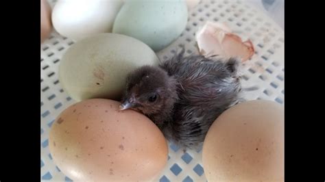 How To Hatch Eggs Setting Up An Incubator YouTube