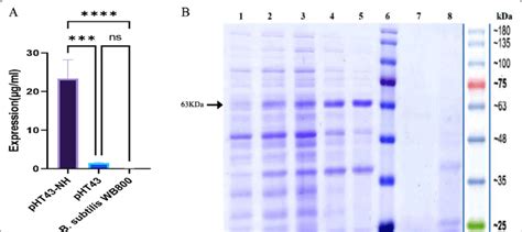 Evaluation Of Recombinant Protein Expression In B Subtilis A Summary