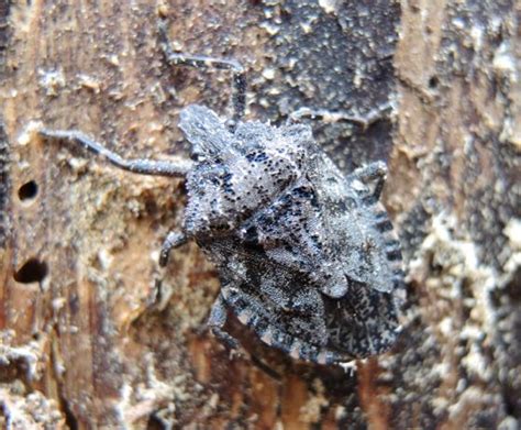 Tree Stink Bug 1 Brochymena Affinis Bugguidenet