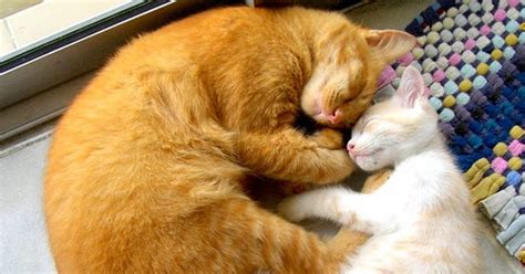 Call Javascript From Dart First Look