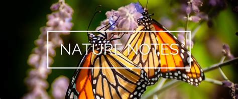 Nature Notes Monarch Madness The Ridges Sanctuary
