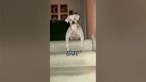 기강 세게 잡는 강아지 Youtube