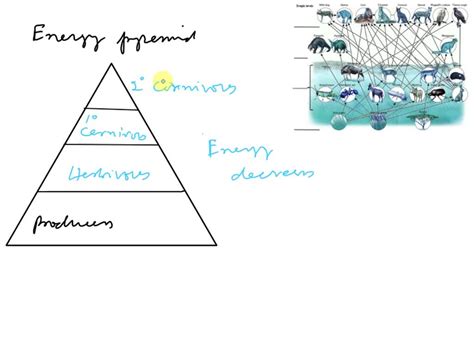 Solved Hey Can You Help Me With The Trophic Level Please Thank You Table 12 2 Organism